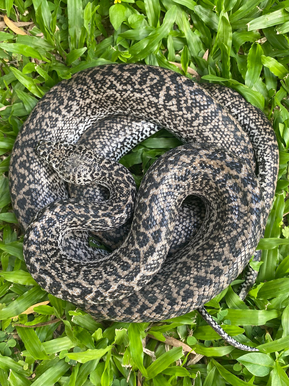 Axanthic Freaky Zebra 'David Evans' Python – Stonedeaf Reptiles