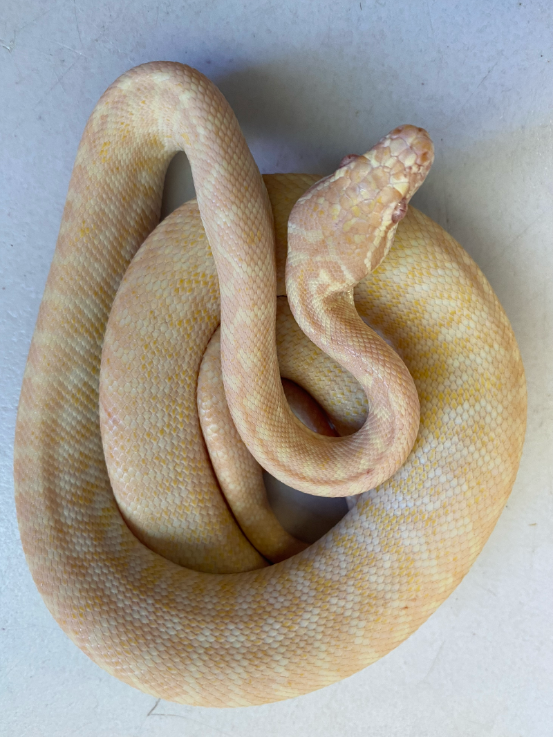Mixed-Blood Albino Zebra Python – Stonedeaf Reptiles