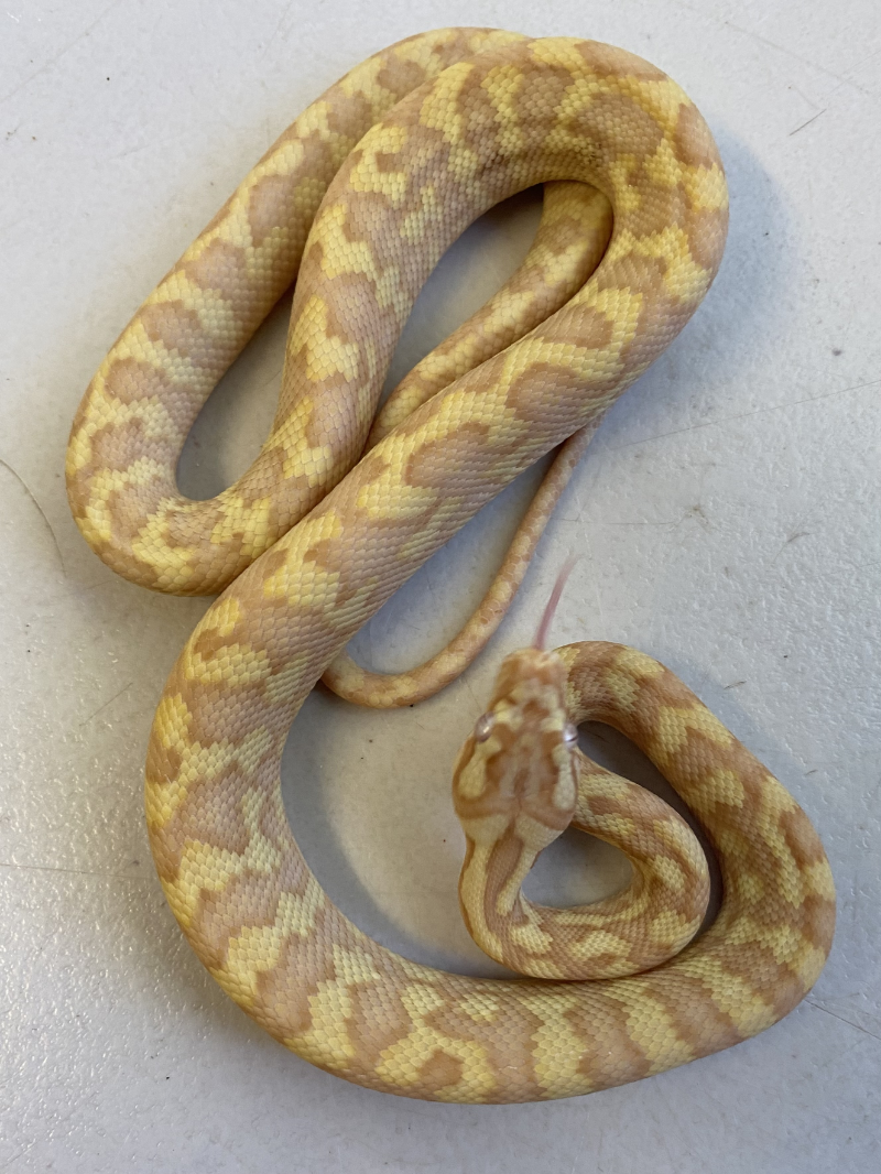 Mixed-Blood Albino Carpet Python – Stonedeaf Reptiles