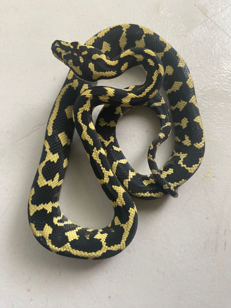 Increased Pattern Pure Jungle Python – Stonedeaf Reptiles
